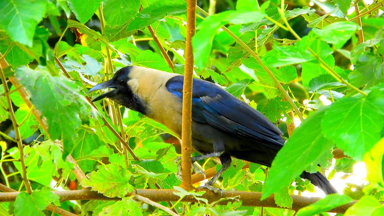 crow crying continuously and loudly || kauwa kaka sound || kawwa ki ...