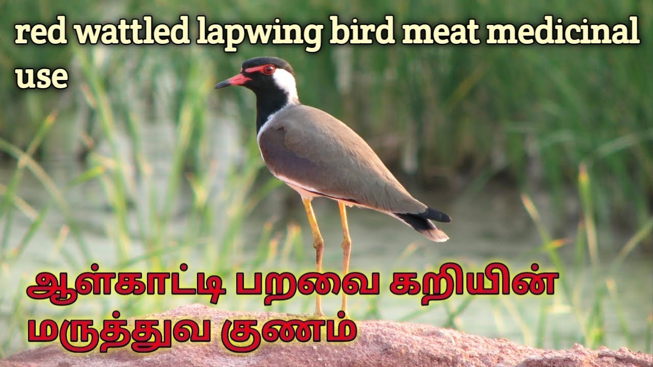 Red wattled lapwing bird medicinal use/ஆள்காட்டி பறவை கறியில் மருத்துவ ...
