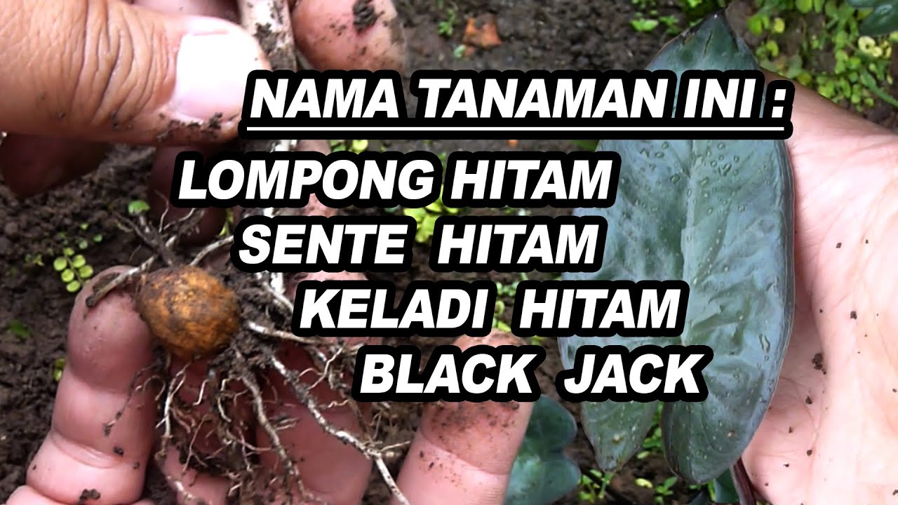 Jenis tanaman hias varigata sente hitam atau lompong hitam - YouTube