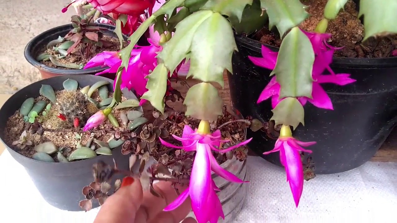 Flores de Junho - YouTube