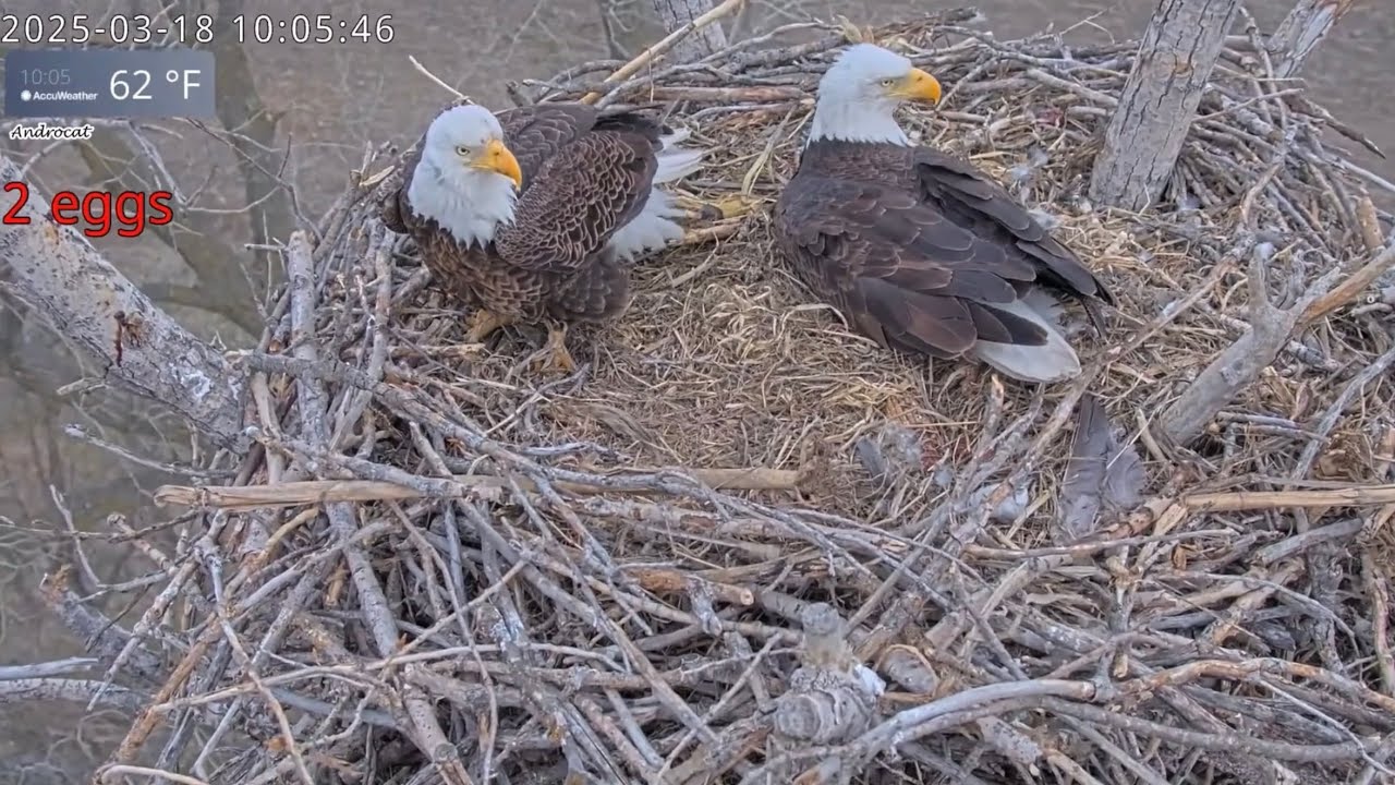 Kansas Eagles 3-18-25. Harvey Reports Super Early for Pip Watch Day ...