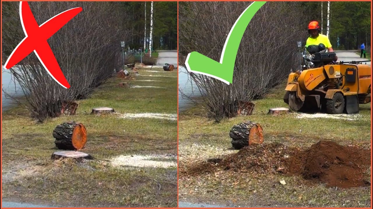 Stump Removal With a Stump Grinder (RAYCO RG 1635) - YouTube