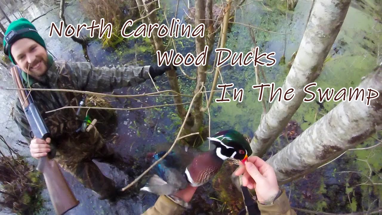 Wood Duck Hunting an Eastern North Carolina Swamp. Drake Woody Almost ...