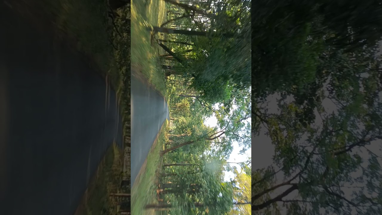 GADCHIROLI FOREST, PENDARI ROAD, BEAUTIFUL NATURE, THICK DECIDUOUS ...