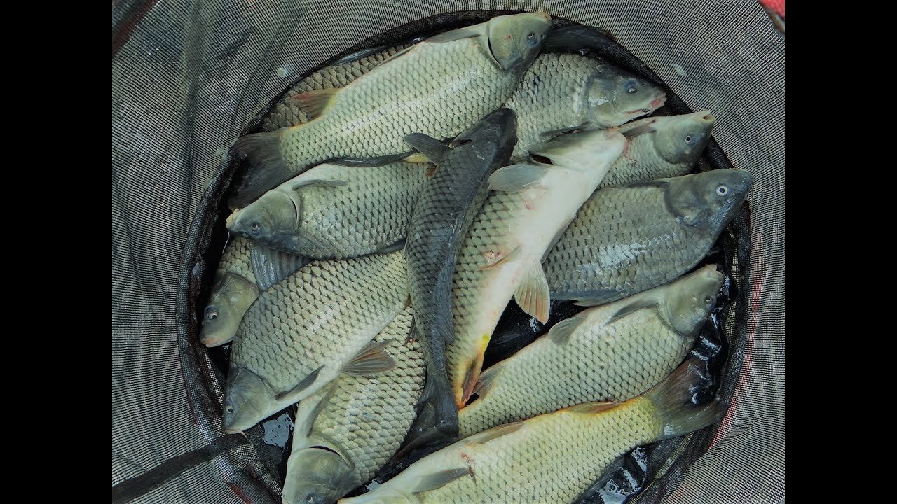 Social Fishing Session @ Spitskop Dam. Ep4 - YouTube