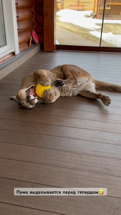 Месси привлекает внимание Герды🤣 - YouTube