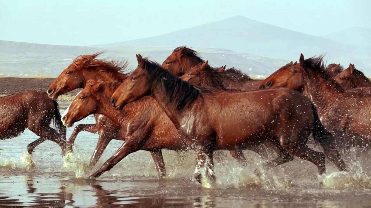 Wild Yilki Horses Tours in Turkey Cappadocia! - YouTube