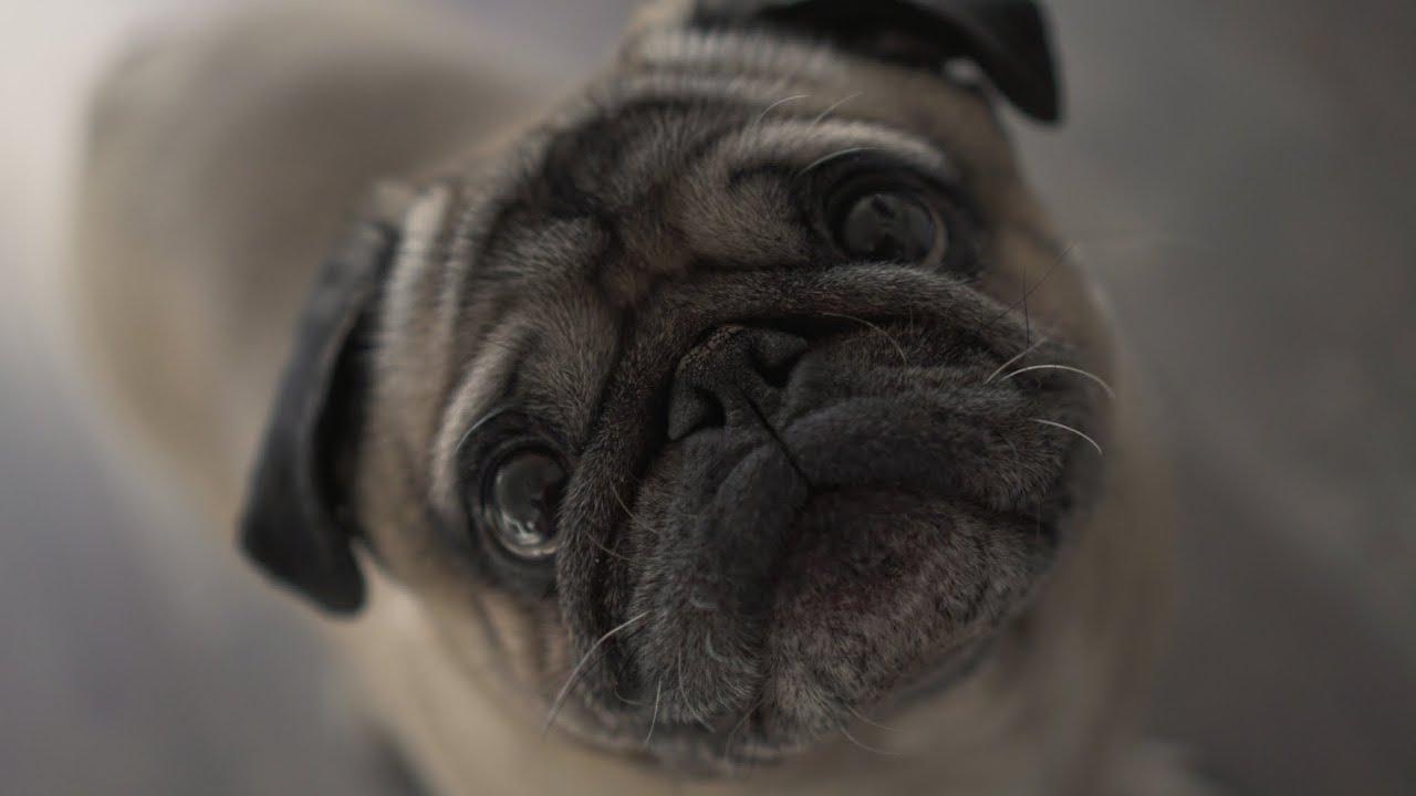 Pug Carlos on his 9th birthday - pug dog went 9 years - #pug senior ...