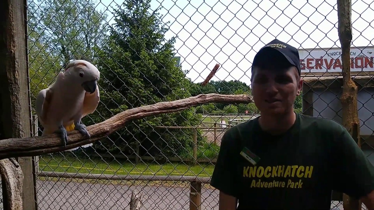 Meet Barney the Moluccan Cockatoo at Knockhatch Adventure Park - YouTube