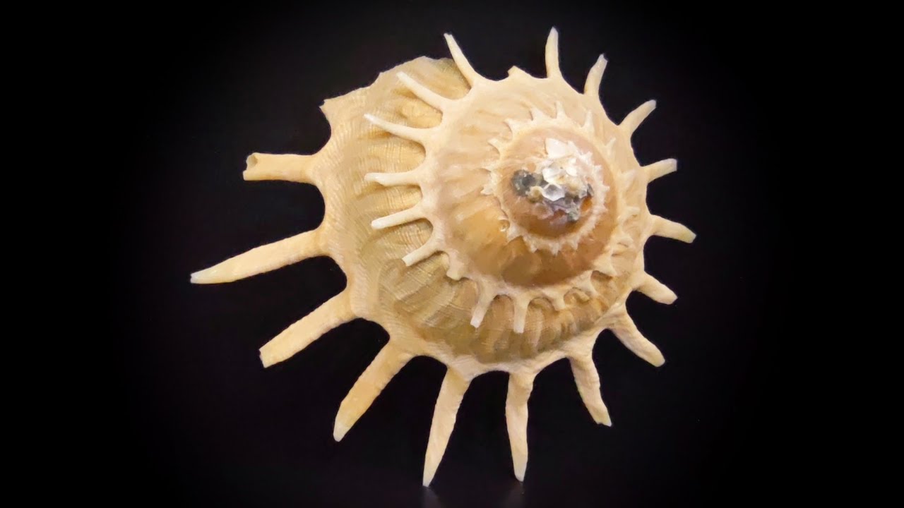 Stellaria solaris - YouTube