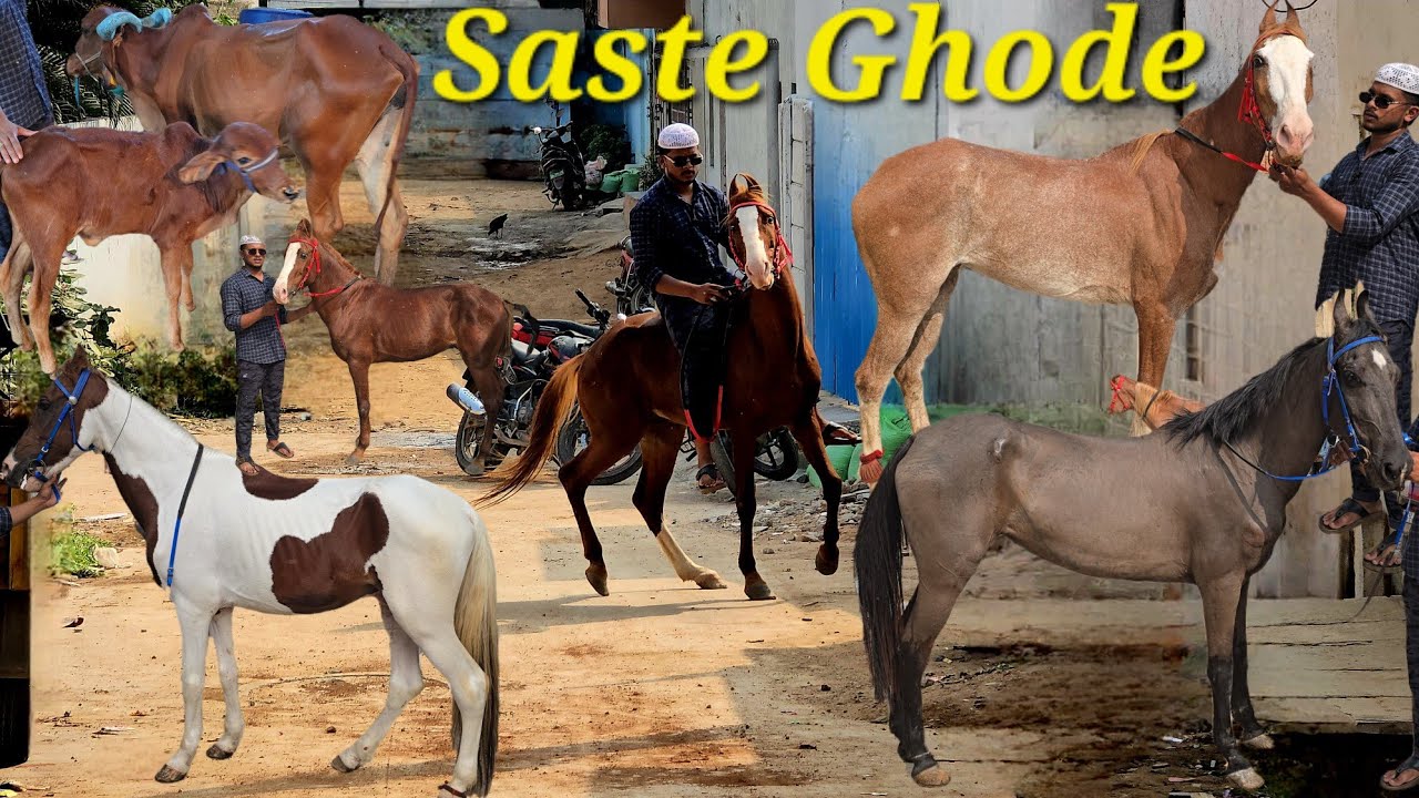 Sabse Saste ghode available in Hyderabad | marwadi kathiyawad & sindhi ...