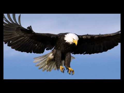 Beşiktaş şarkısı ( Gücüne güç olmaya geldik)#bjk #beşiktaş #kartal #karakartal #futbol #1903