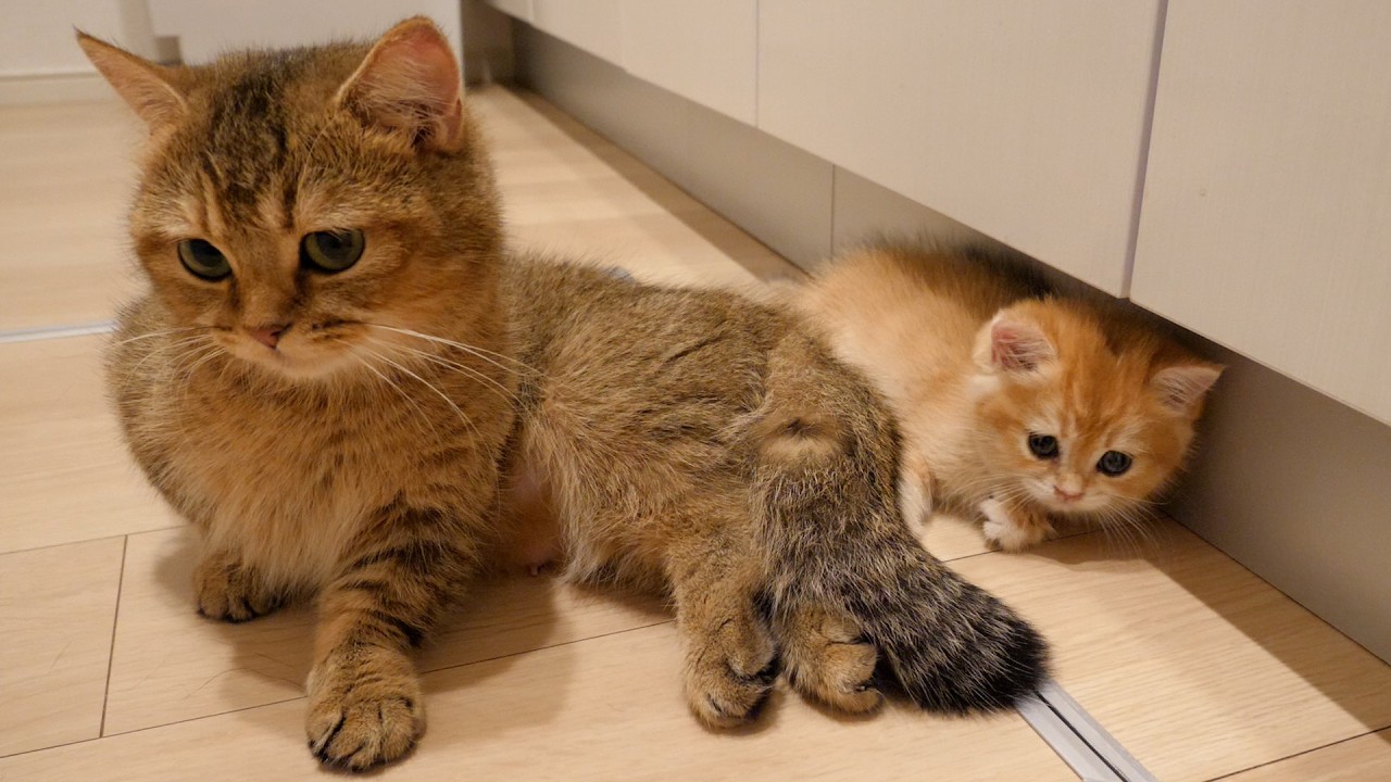 Poco, a kitten who still wants to spoil his mother cat, is adorable ...
