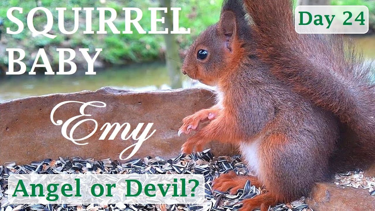 Advent: 24. Dez., Eichhörnchen Baby Emy Engel oder Teufel 😂 | Baby ...