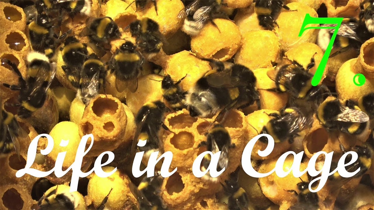 Bumblebees - Life in a Cage: Part 7/10 - 70th day of Breeding - 10 ...