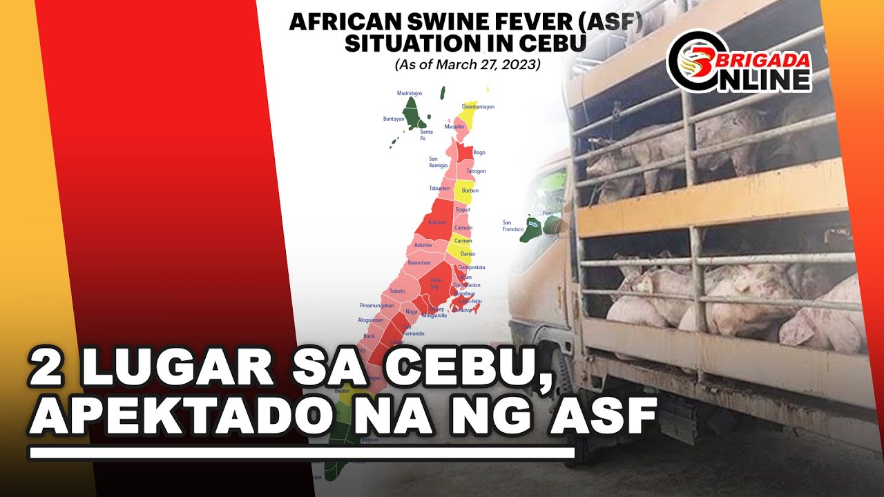 2 lugar sa Cebu, apektado na ng ASF - YouTube