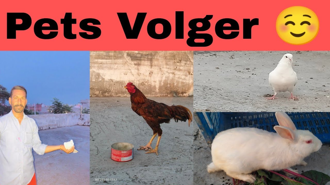 Jaldi hi ek Surprise Milne vala hai #trending #pigeon #accel # ...