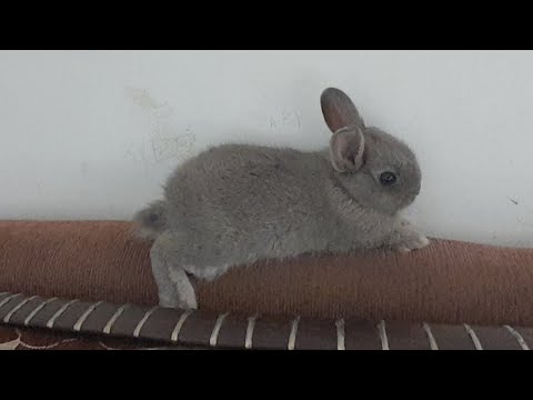 LIVE Lala The Bunny CAM..! Anak Kelinci ND (Netherland Dwarf) Semata ...