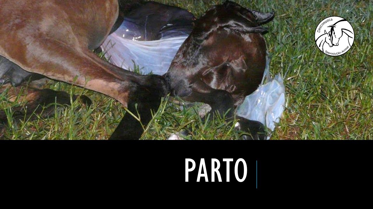 Parto: o que o veterinário precisa saber - YouTube