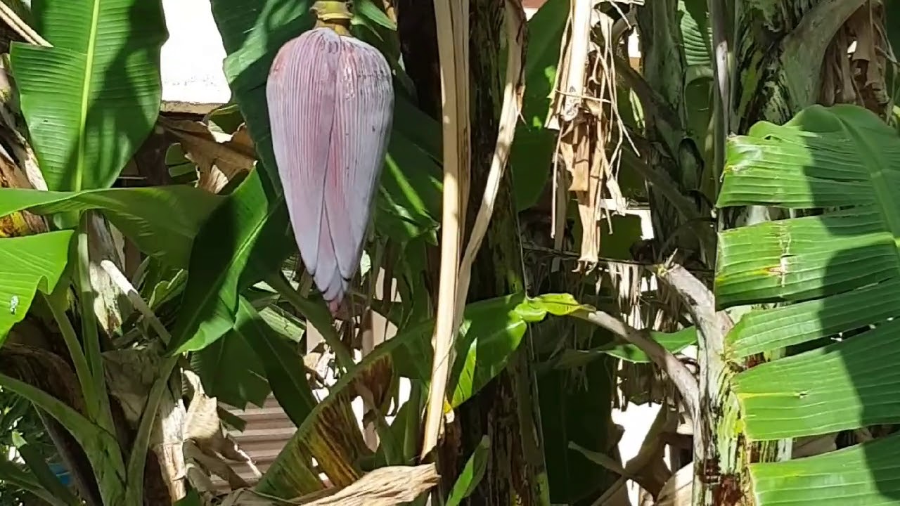 Different Uses Of Banana Tree YouTube Different Uses Of Banana Tree YouTube