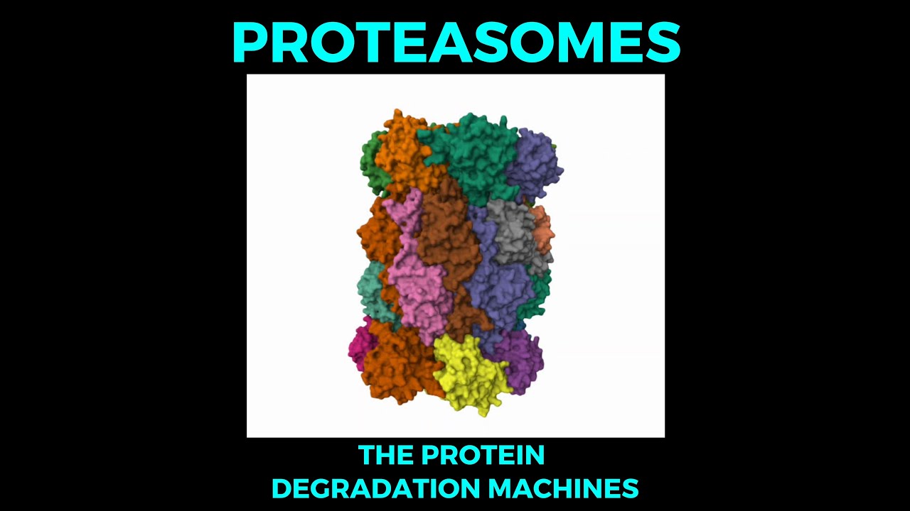 PROTEASOMES- The Protein Degradation Machines - YouTube
