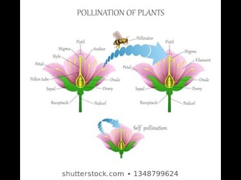 pollination and its types - YouTube