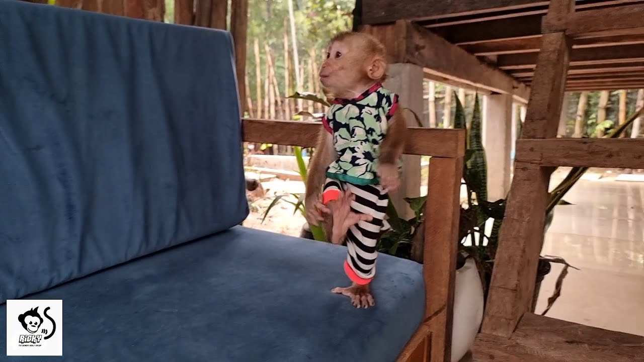 Wow, Learn to dance beautifful monkeys - YouTube