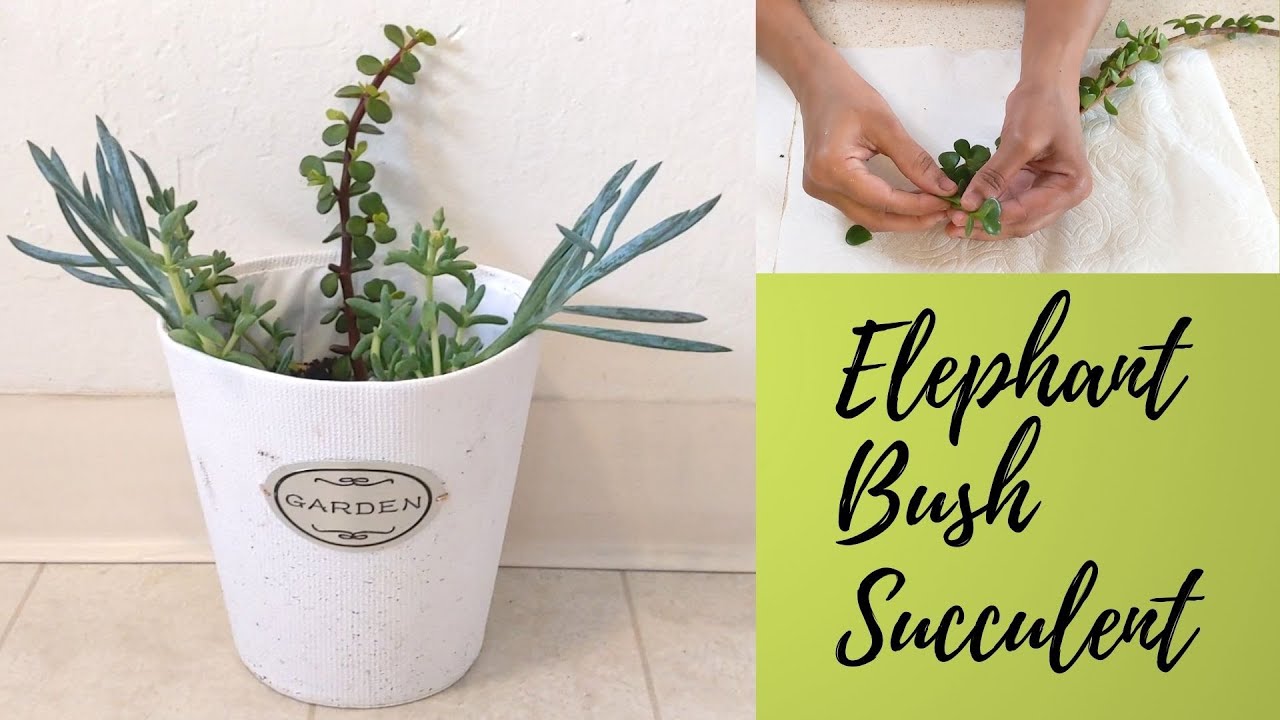Propagating Elephant Bush Succulent | Portulacaria afra | Elephant Food ...