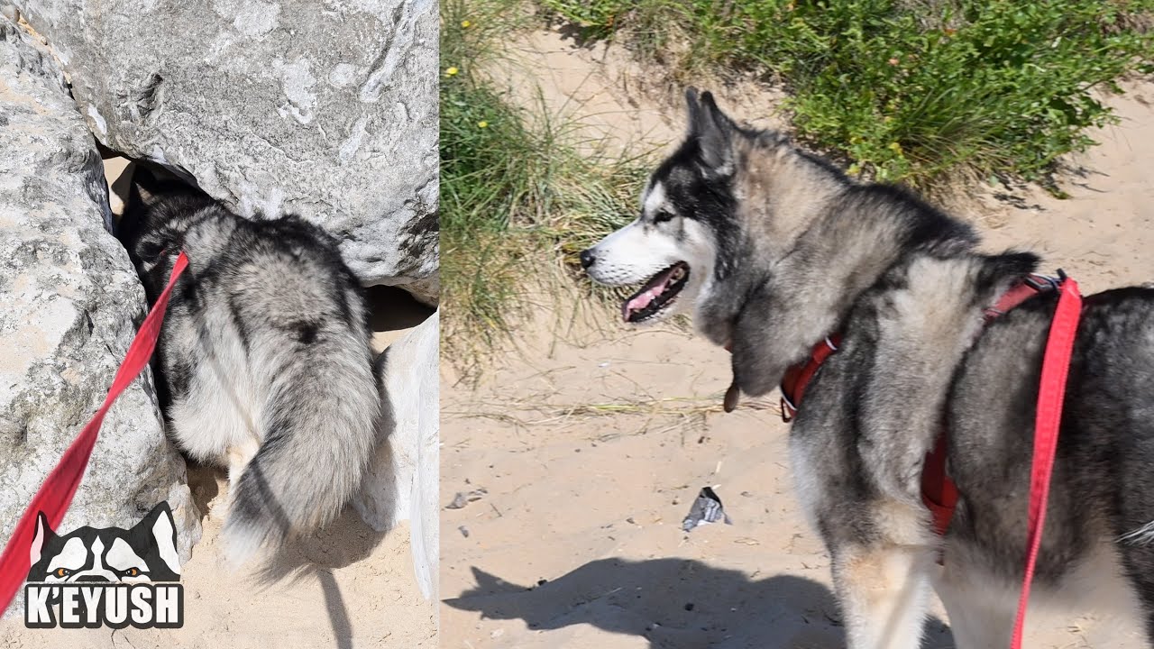 Dramatic Husky Cannot Contain His Excitement at This! - YouTube
