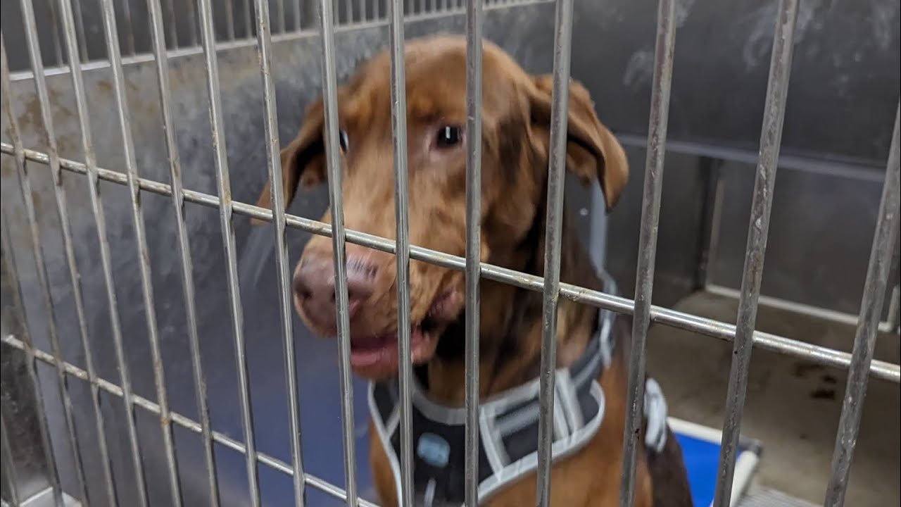 LOST & STRAY DOGS PICKED UP IN SPOKANE WASHINGTON AS OF 2/10/24. SCRAPS ...