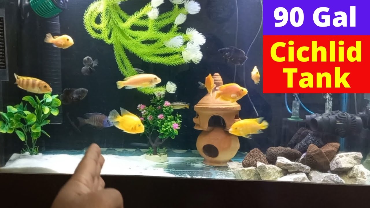 African Cichlid Aquarium Setup 90 Gal | DIY Display Fish Tank | Fish ...