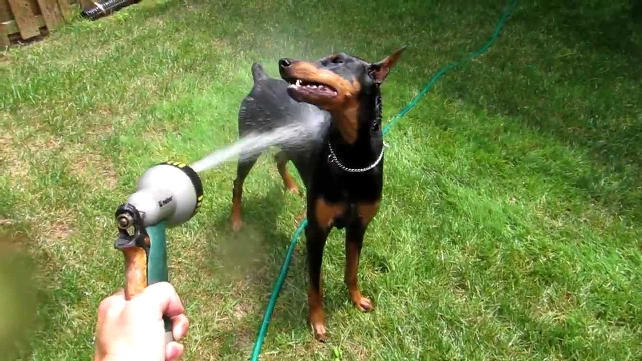 Doberman Playing in the Hose.MOV - YouTube