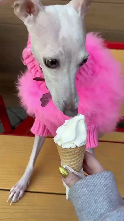 Ох май догс #собака #левретка #юмор #2024 - YouTube