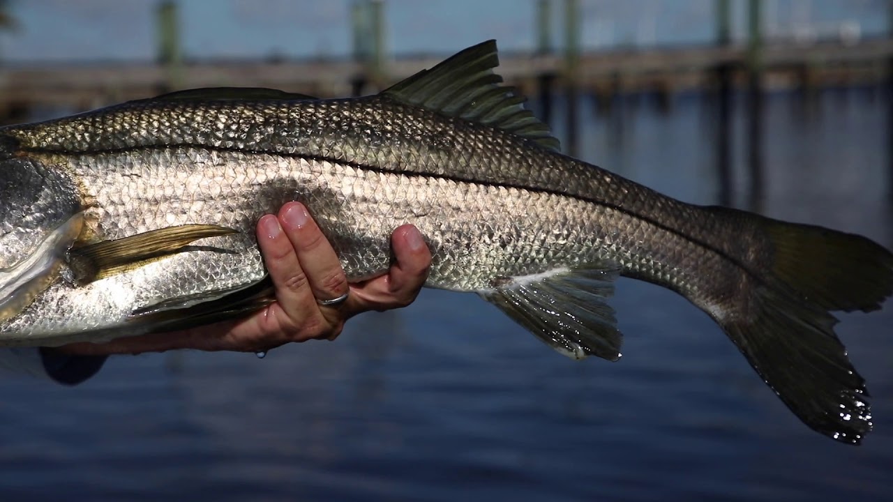 Jupiter Fishing With Captin Mike - YouTube