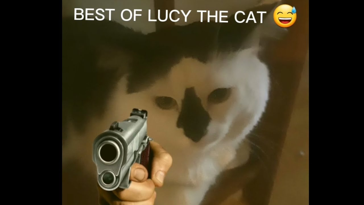 best of lucy the cat 😅🤣 compilation - YouTube