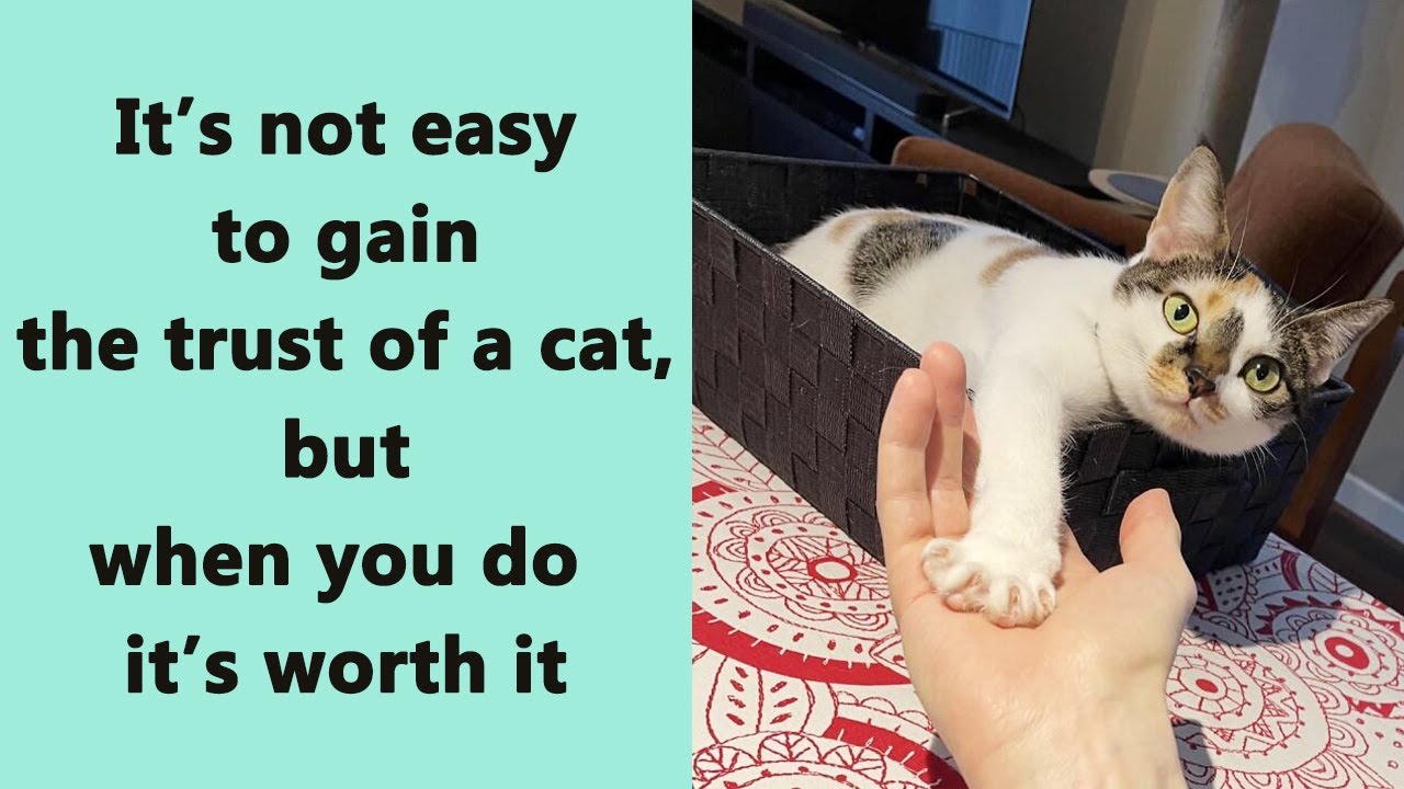 50 Relatable Cat Memes That’ll Make You Wish You Could Tag Your Cat ...