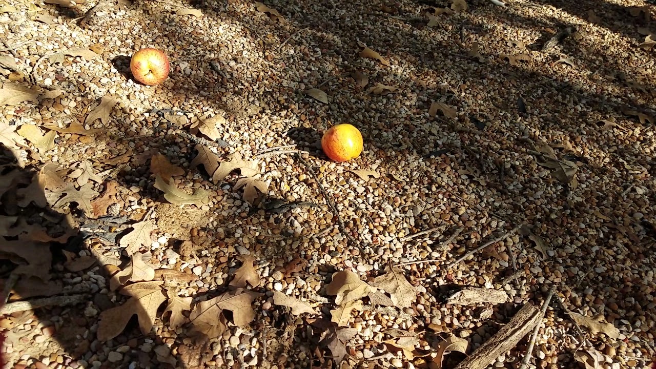 Shooting to apples with two bullets - YouTube