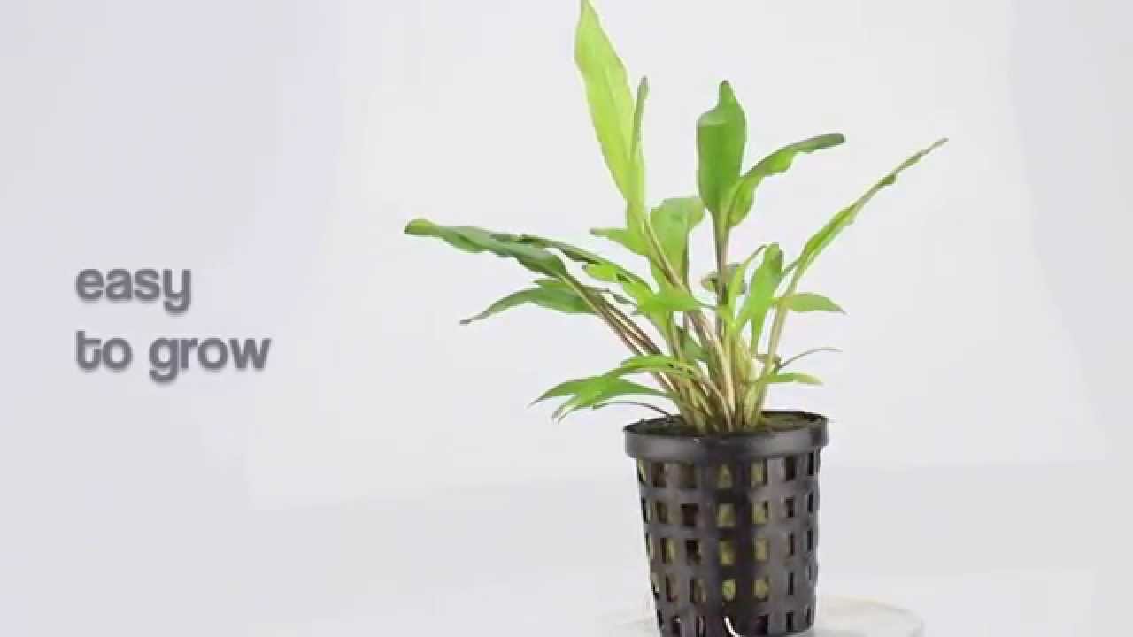 A lovely foreground plant for tropical aquariums - Cryptocoryne ...