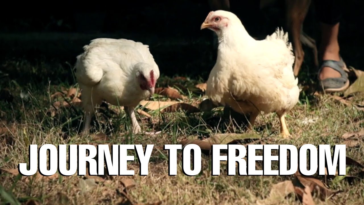 The BEAUTIFUL story of two RESCUED animals & their journey to freedom ...