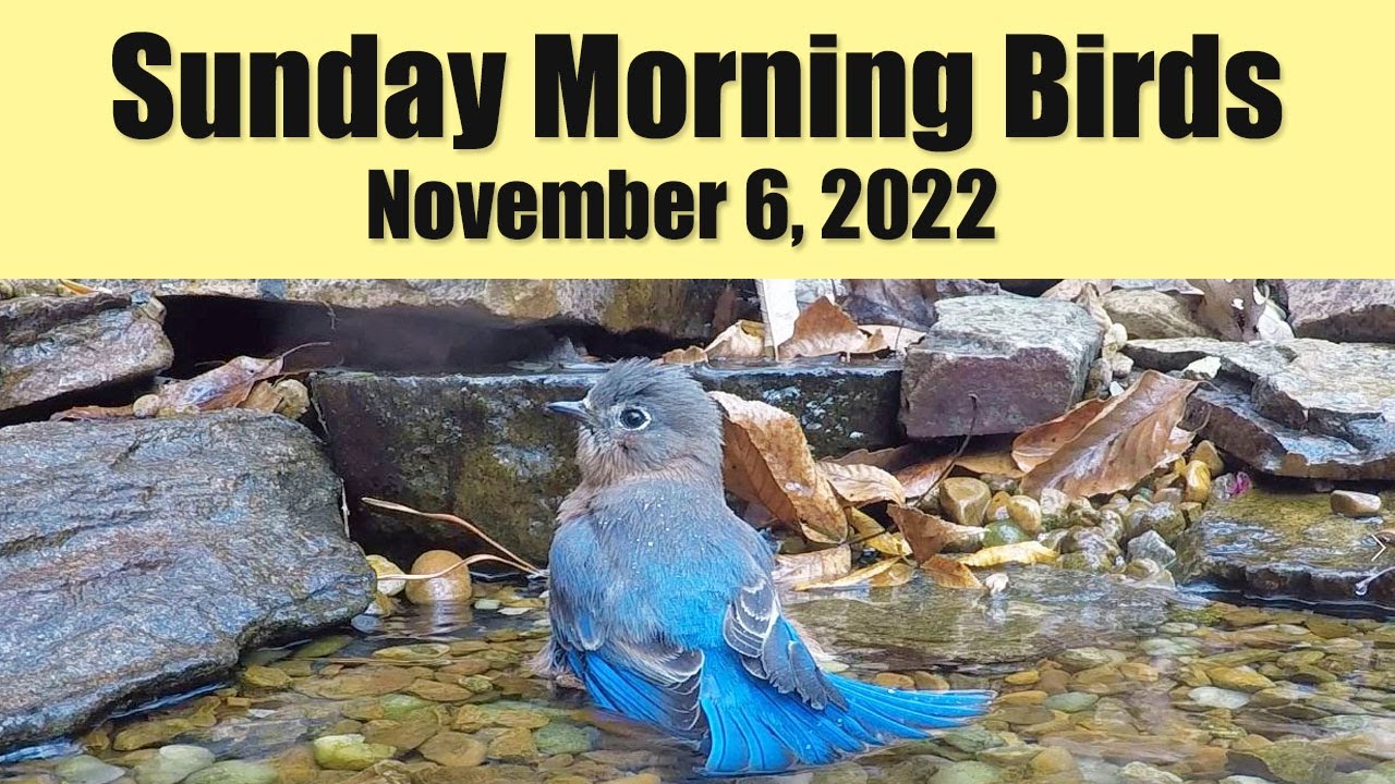 Bluebirds, Hermit Thrush, Sparrows, and More | November 6, 2022 Sunday ...