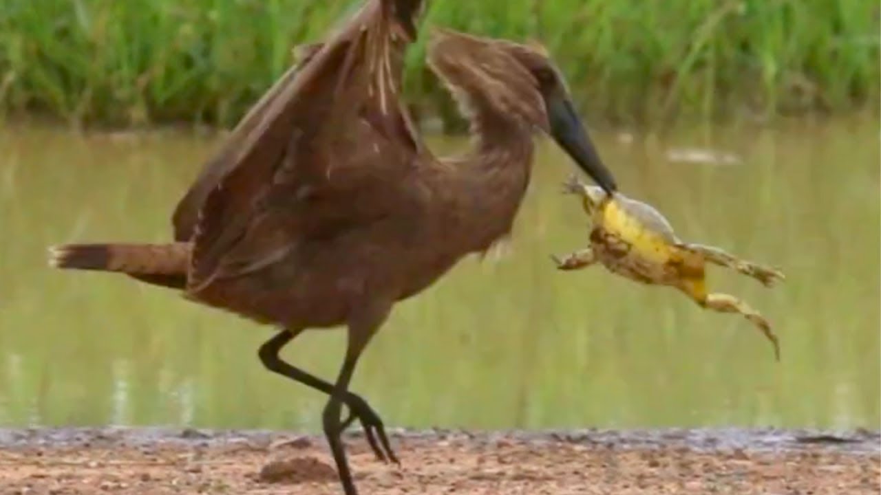Fearless Bullfrog ATTACKS Giant Bird to Escape – Unbelievable Showdown ...