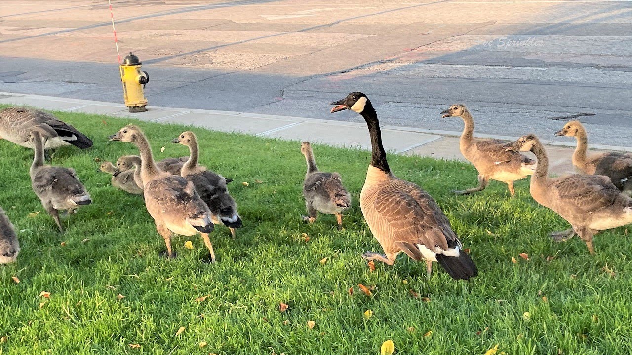 4K Video Canada geese with goslings |canada geese with cute babies ...