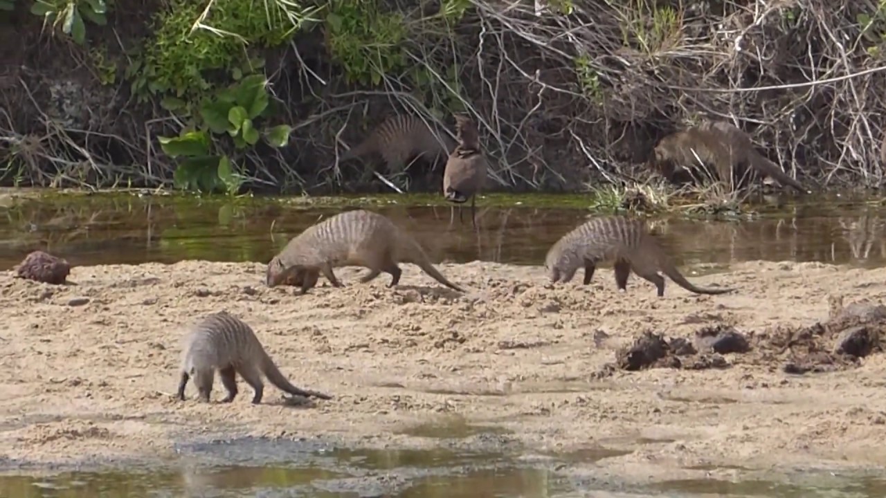 A mob of banded mongooses & hamerkops foraging for food in the Ruaha ...