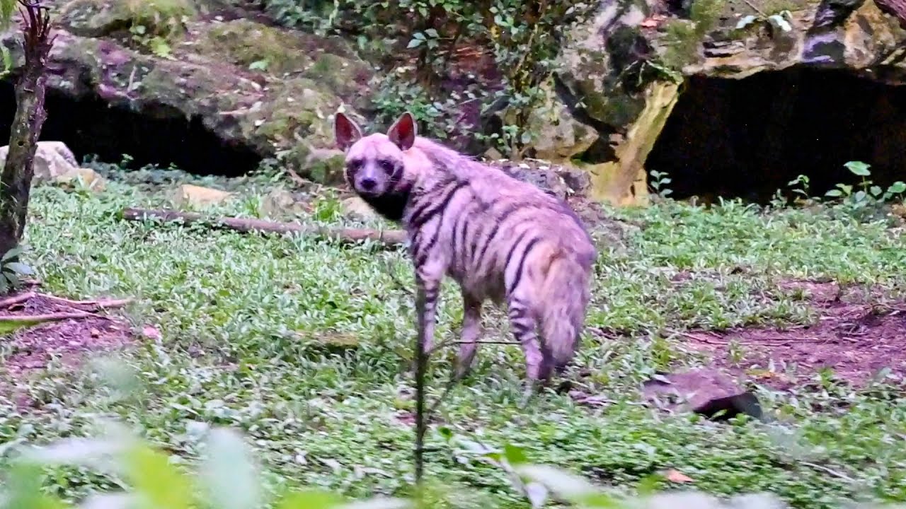 Hyena in Park || लकड़बग्घा पार्क में || Lakadbagha Animal Video - YouTube