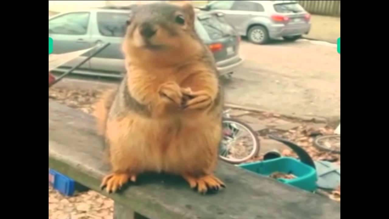 Squirrel sing Rap God - Eminem - YouTube