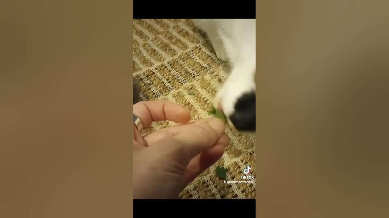 NOTHING LIKE A CATNIP PARTY IN VERMONT - ENJOYING HOMEGROWN CATNIP!! #thursday - YouTube