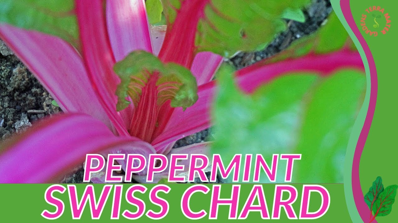 SWISS CHARD 'PEPPERMINT' Information and Growing Tips! (Beta vulgaris ...