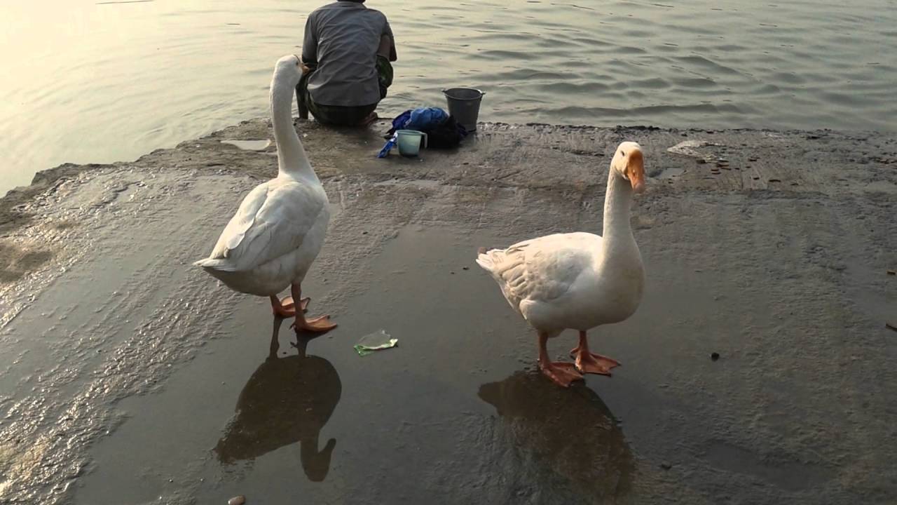 Big Swan.....At Nimtala Burning Ghat In Kolkata. - YouTube