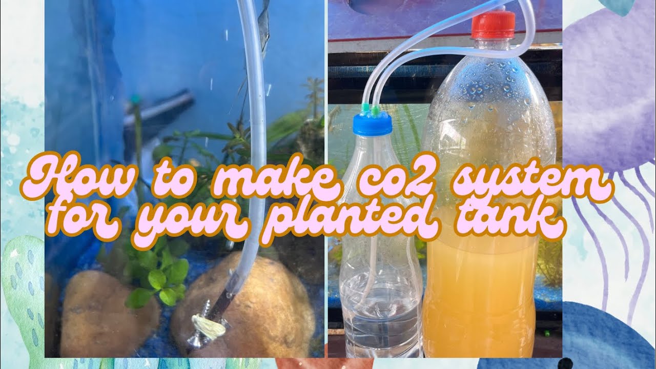 How to make co2 system for your planted tank|co2 system for your tank ...