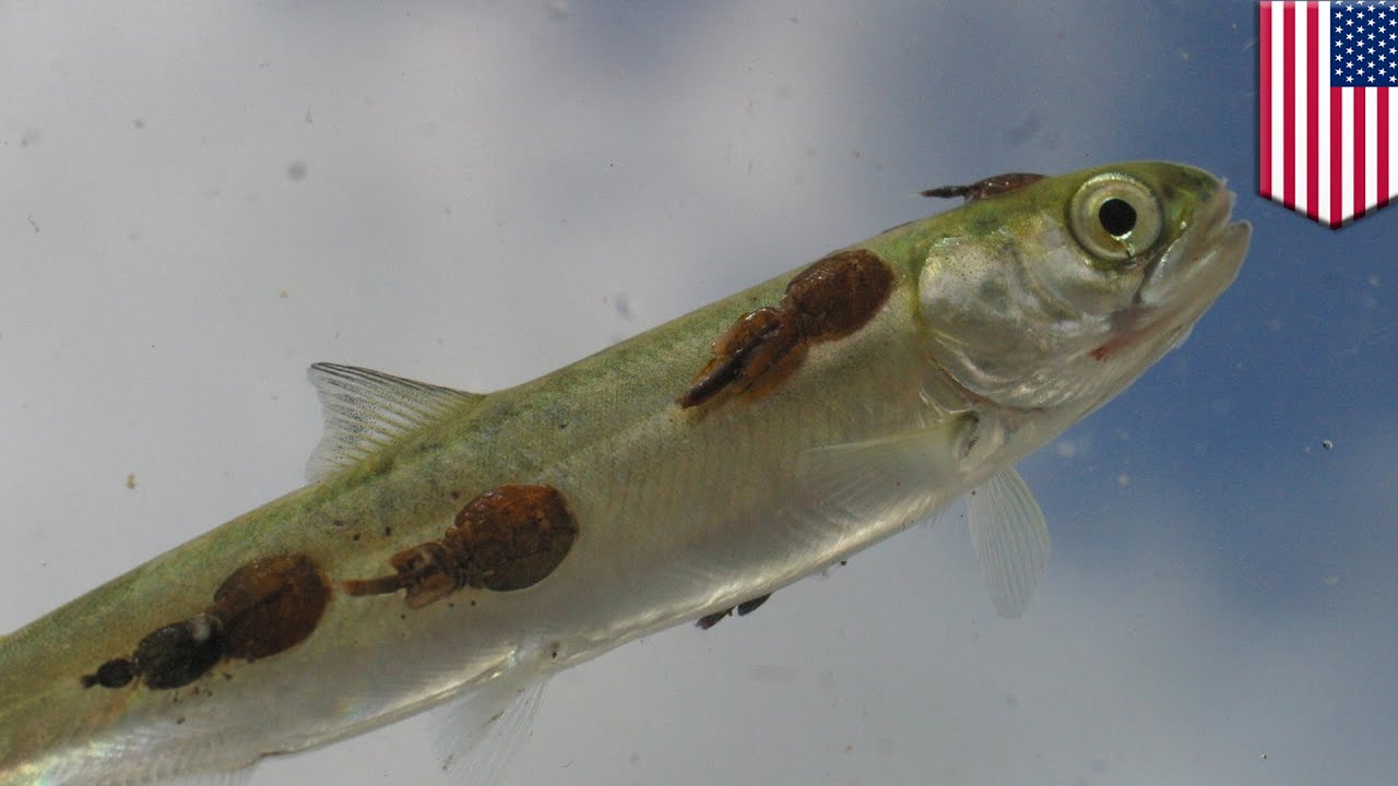 Sea lice wreaking havoc in salmon farms around the world - TomoNews ...